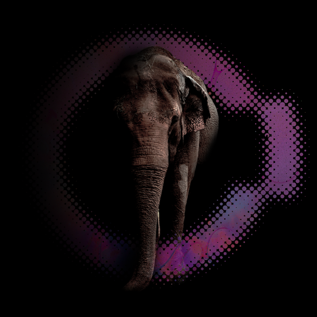Asian Elephant Genome, Chromosome to Chromosome