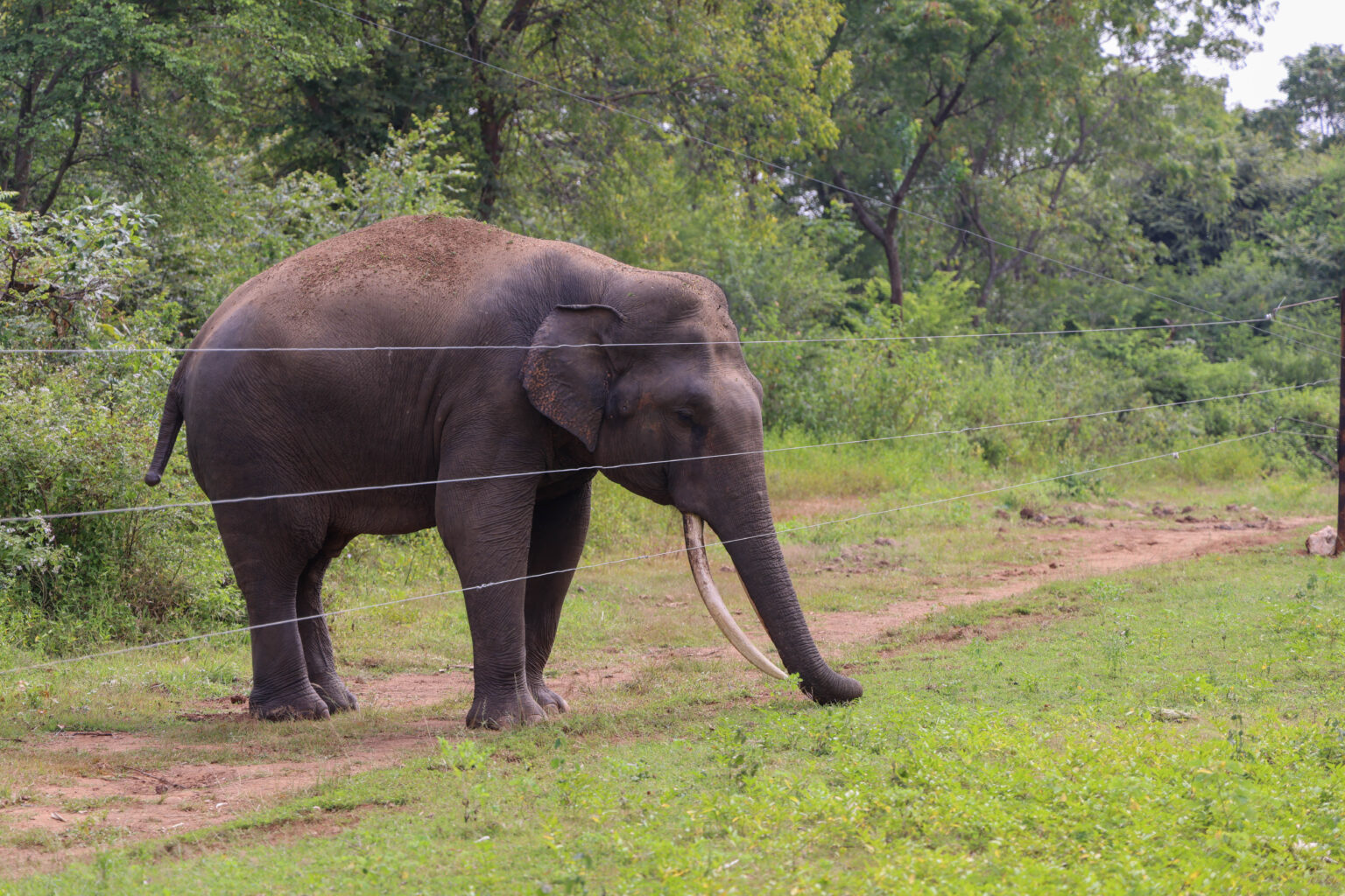 World Elephant Day 2025 – Manahara Lanka Fencing Project