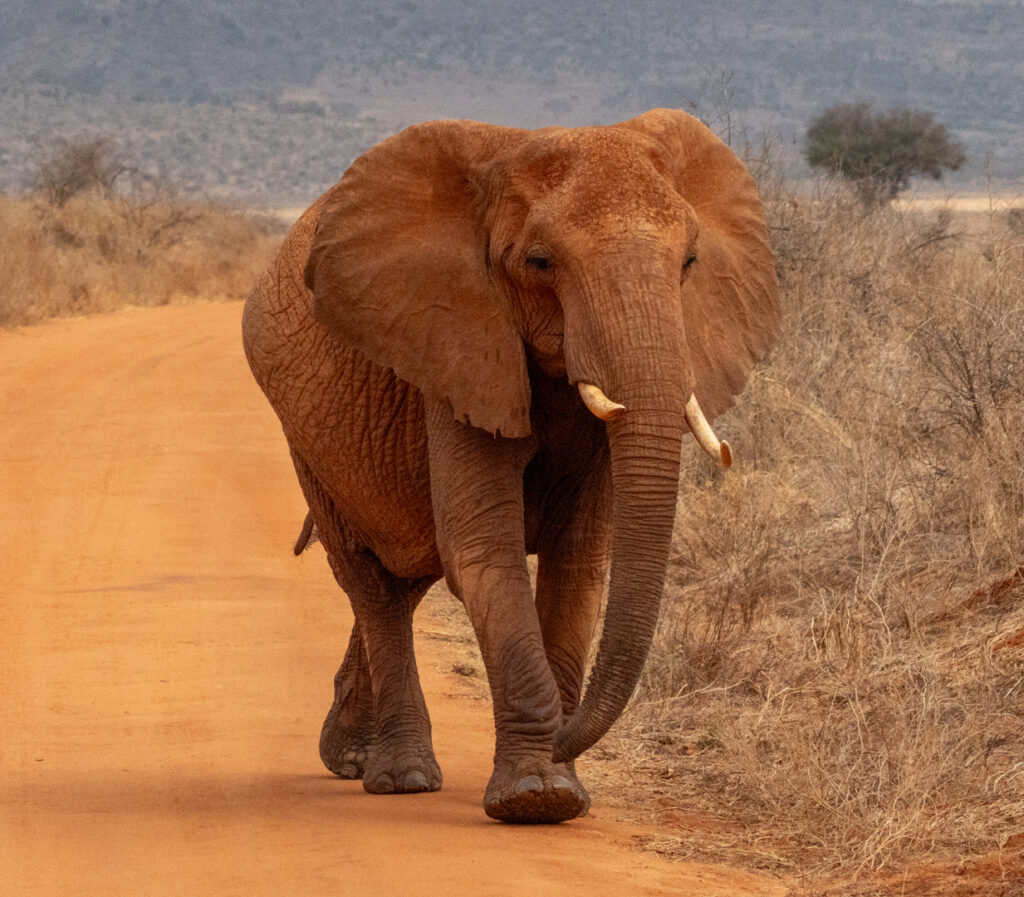 A Matriarch elephant proudly patrols the safari road in Tsavo East ...