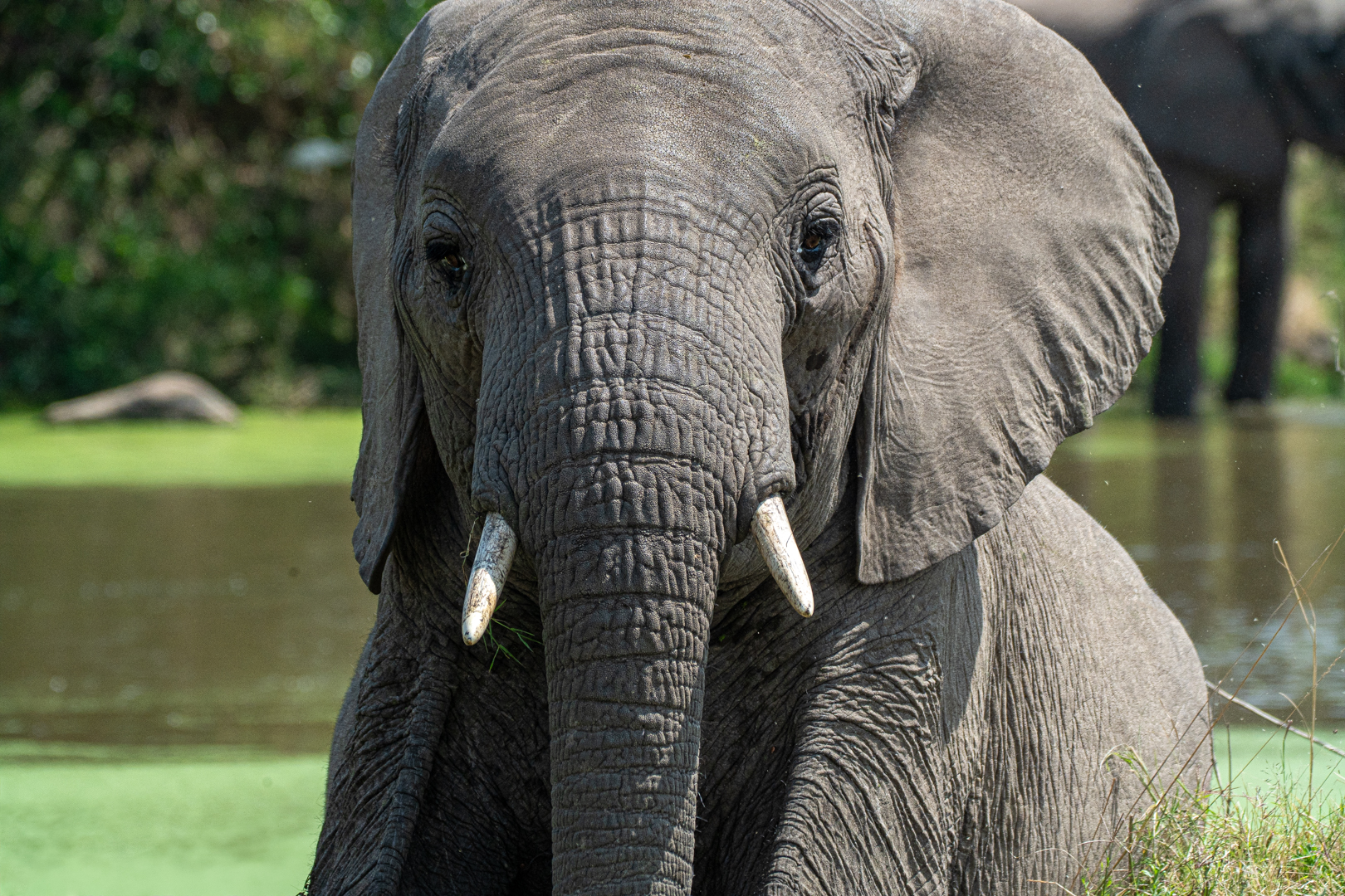 Patricia the Matriarch Elephant Photo: Patricia Sims