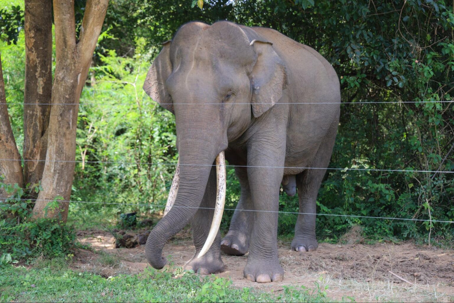 Humans vs. Elephants: Spotlight on Sri Lanka and the Path to Peaceful ...